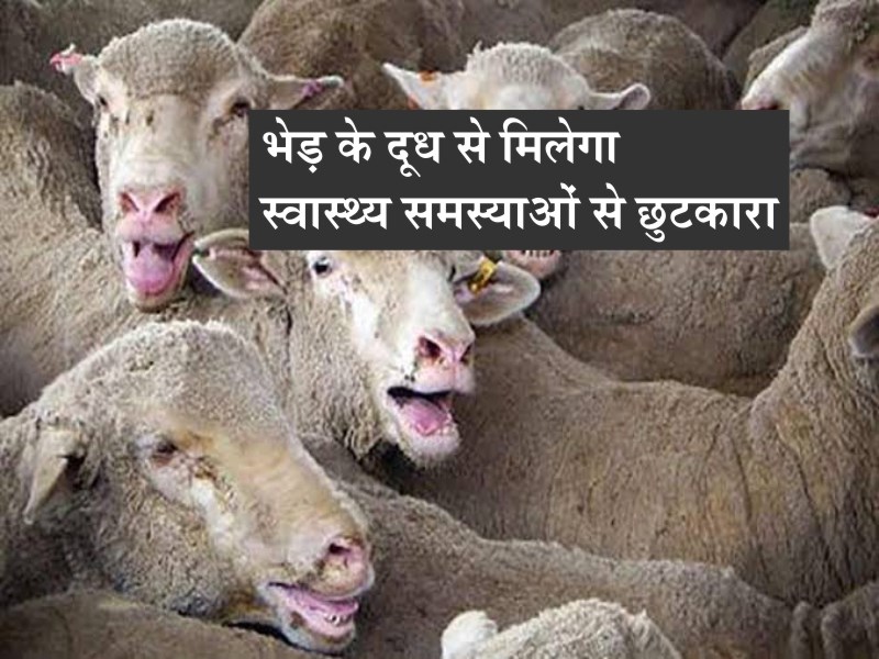 ब्लड प्रेशर की शिकायत है तो पीजिए भेड़ का दूध