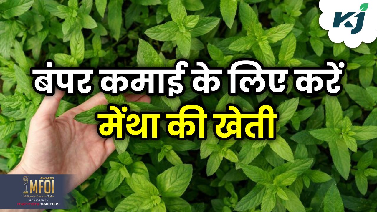 मेंथा की खेती से होगी किसानों की जबरदस्त कमाई, कम समय में मिलेगा 3 गुना ... मेंथा की खेती से होगी किसानों की जबरदस्त कमाई, कम समय में मिलेगा 3 गुना ...