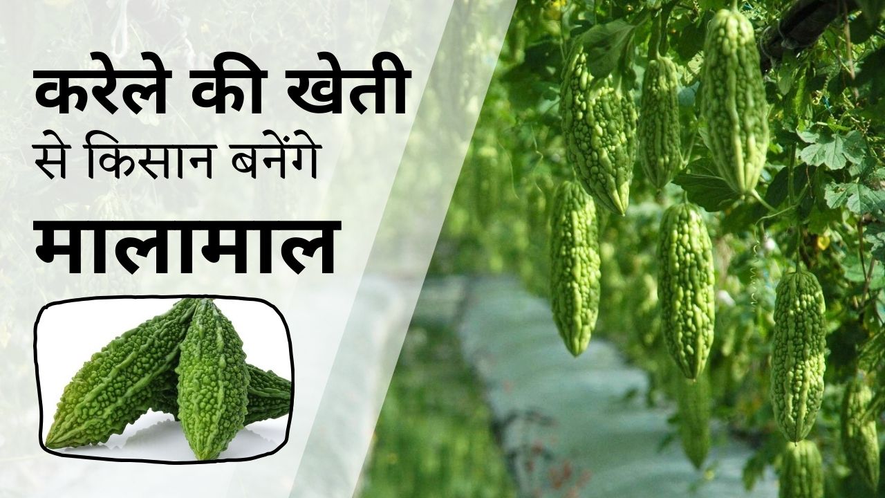करेले की खेती से किसान बनेंगे मालामाल, जानें बुवाई से लेकर तुड़ाई तक का ... करेले की खेती से किसान बनेंगे मालामाल, जानें बुवाई से लेकर तुड़ाई तक का ...