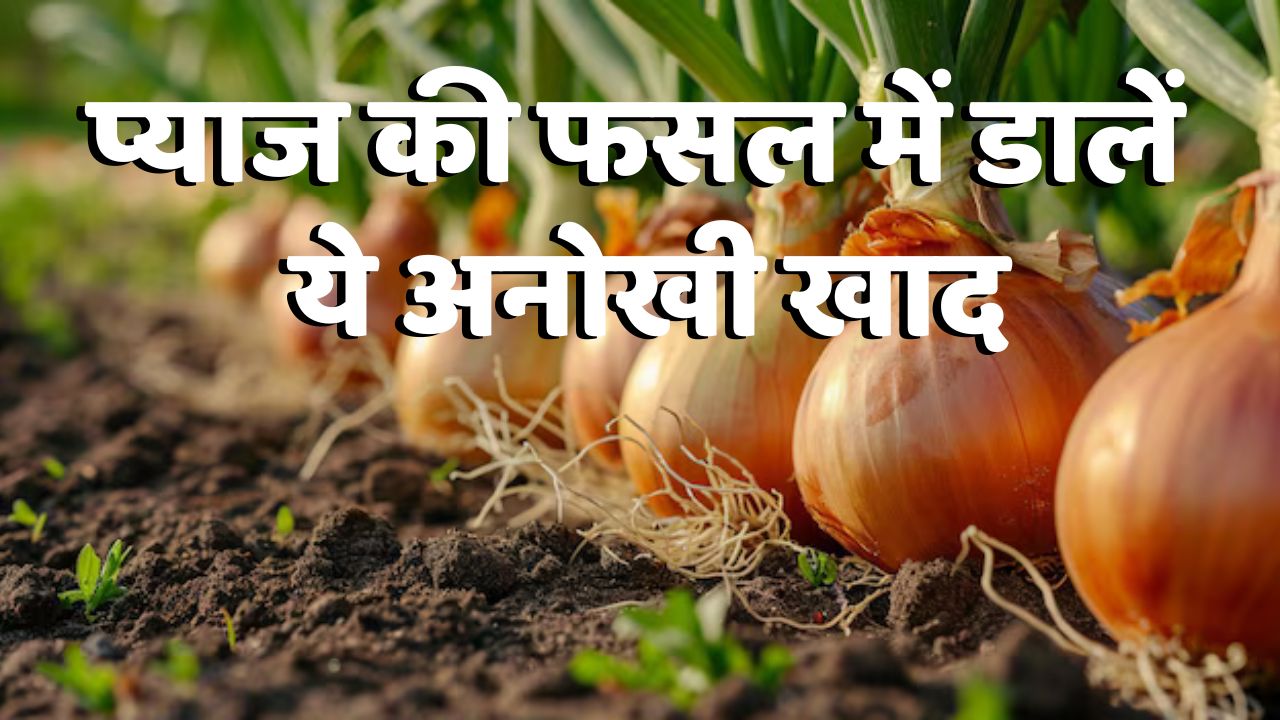 प्याज की फसल में डालें ये अनोखी खाद, मिलेगी डबल पैदावार, जानें पूरा ... प्याज की फसल में डालें ये अनोखी खाद, मिलेगी डबल पैदावार, जानें पूरा ...